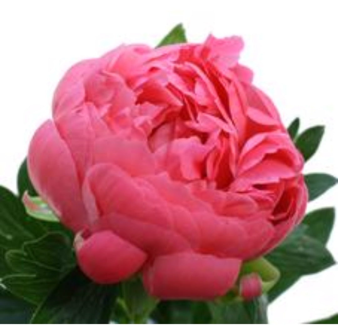 Peonies – NS Flowers Webshop
