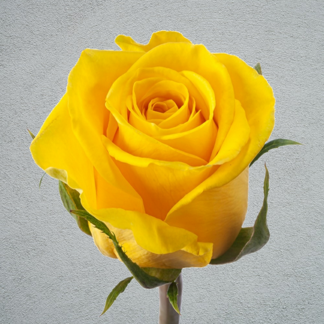 Roses – NS Flowers Webshop