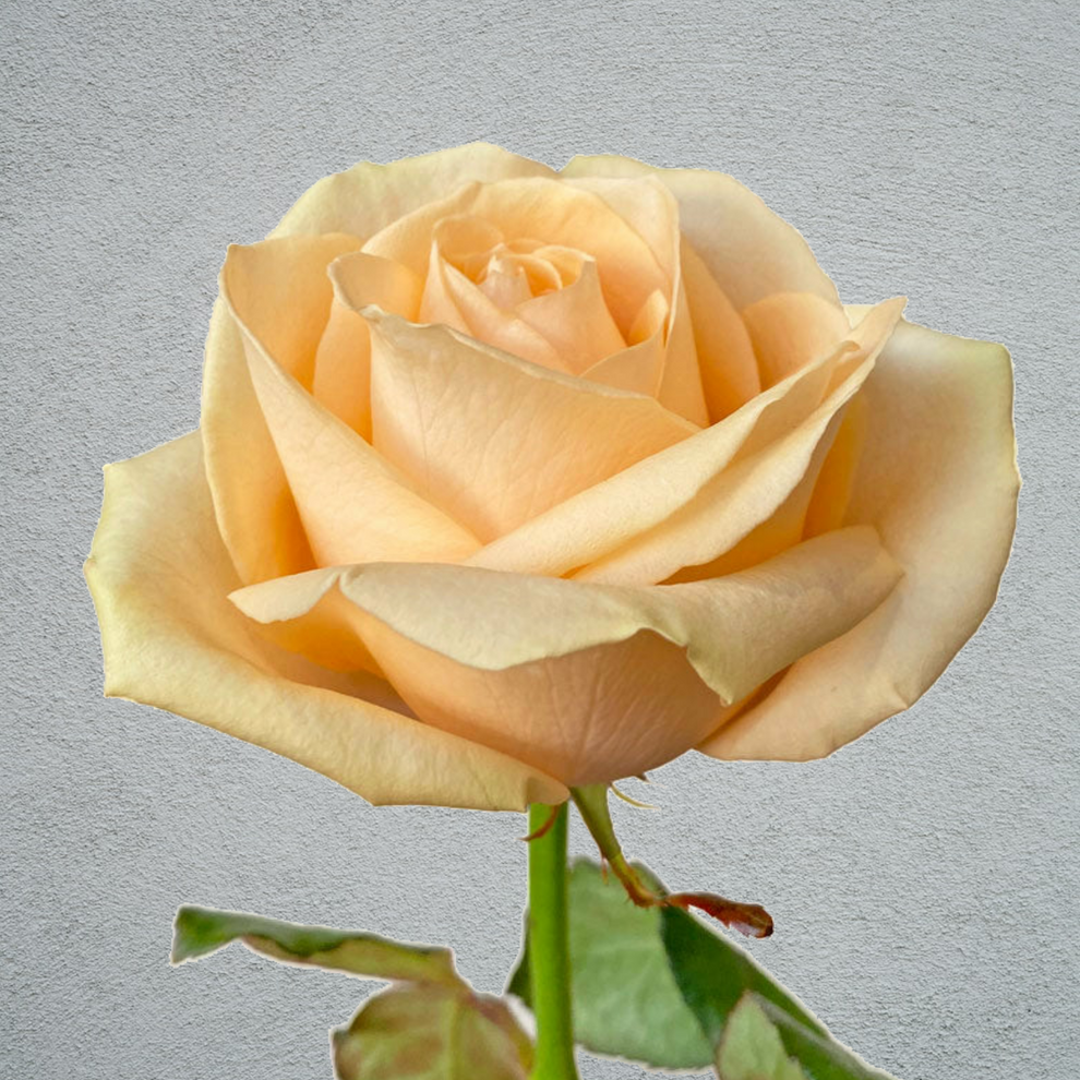 Rose Avalanche Peach (×10) 60cm – NS Flowers Webshop
