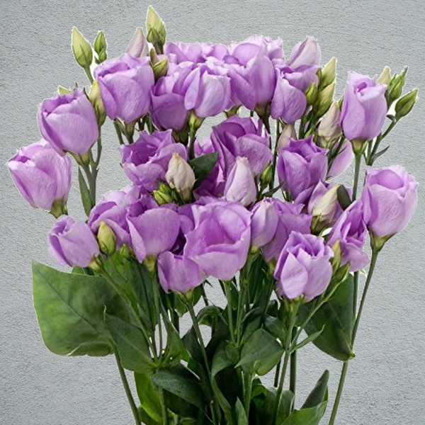 Lisianthus (Eustoma) Lavender (10 Stems) (60-70cm) – NS Flowers Webshop