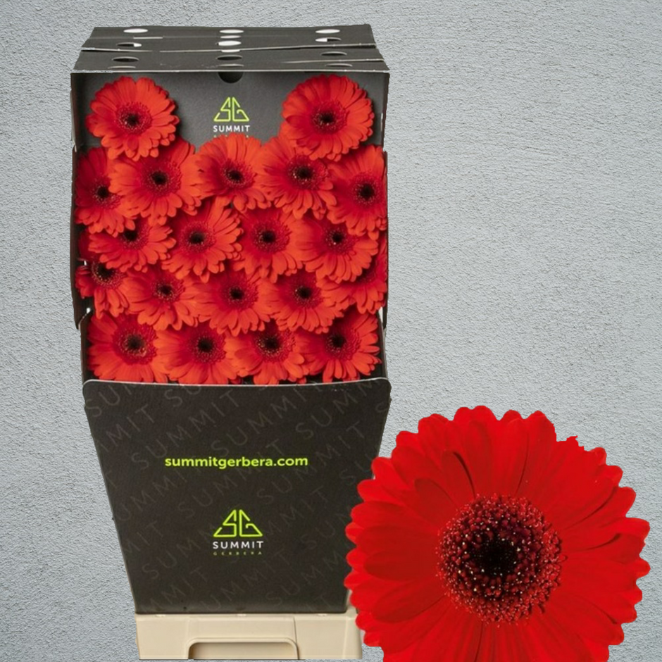 Germini – NS Flowers Webshop