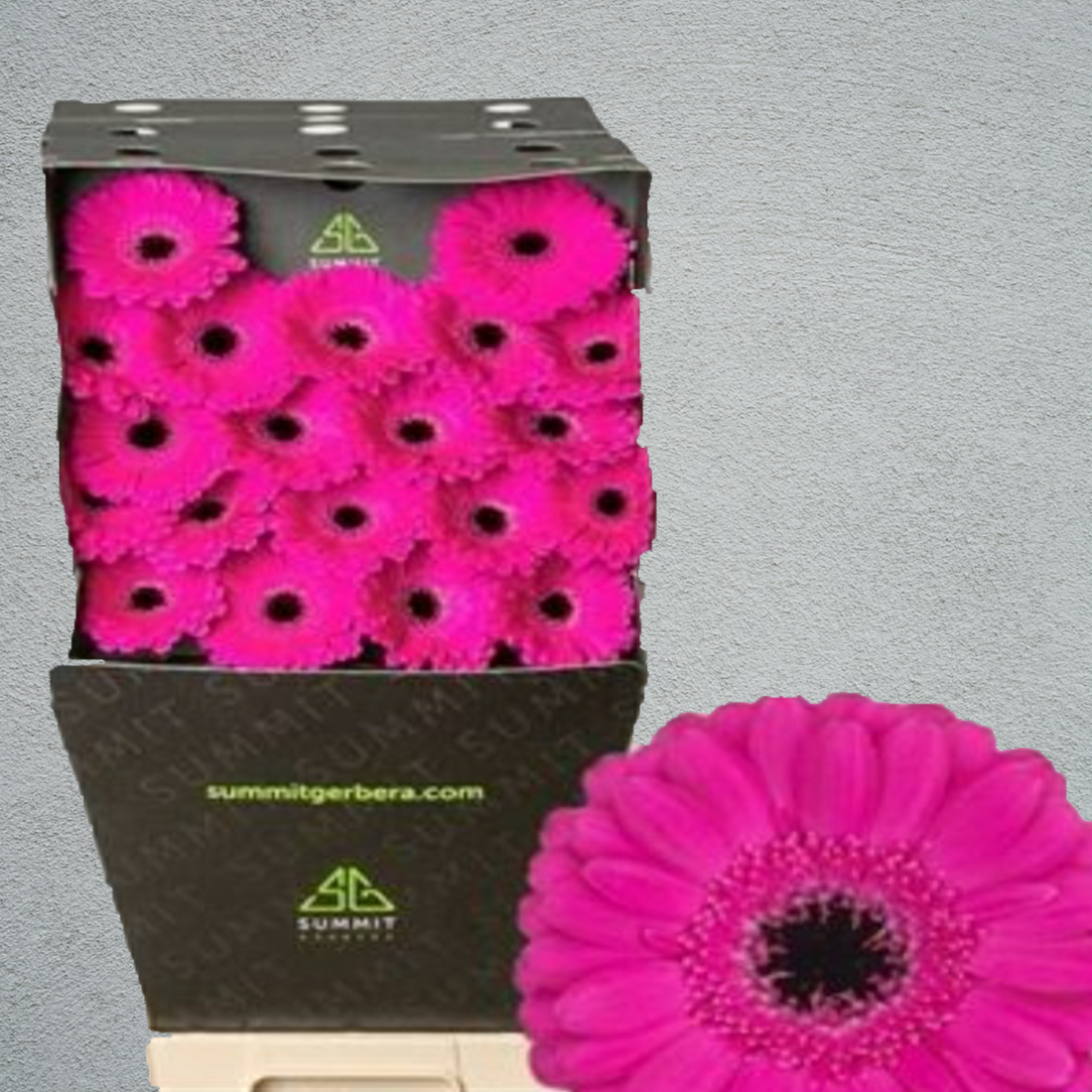 Germini Purple (20 Stems) (50cm) – NS Flowers Webshop