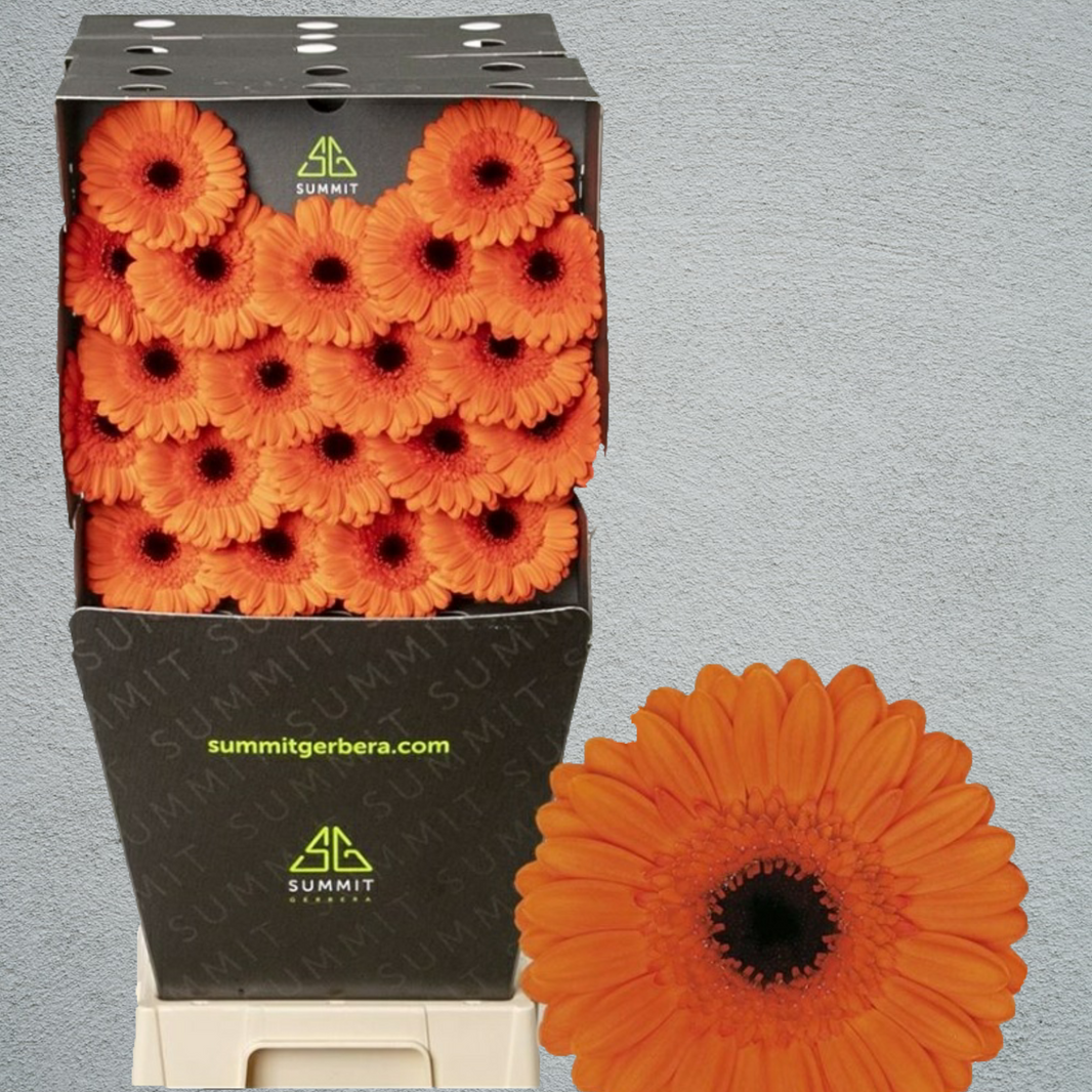 Germini – NS Flowers Webshop