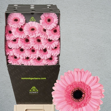 Germini – NS Flowers Webshop