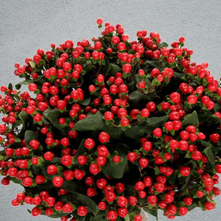 Hypericum Coco Tango (50-60cm) (10 Stems) – NS Flowers Webshop