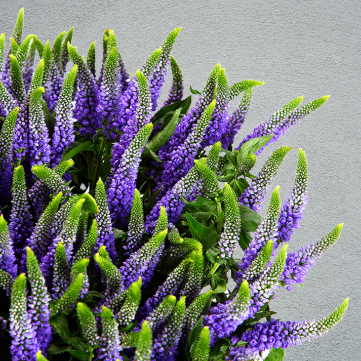 Veronica Smart Diana (60cm) (5 Stems) – NS Flowers Webshop