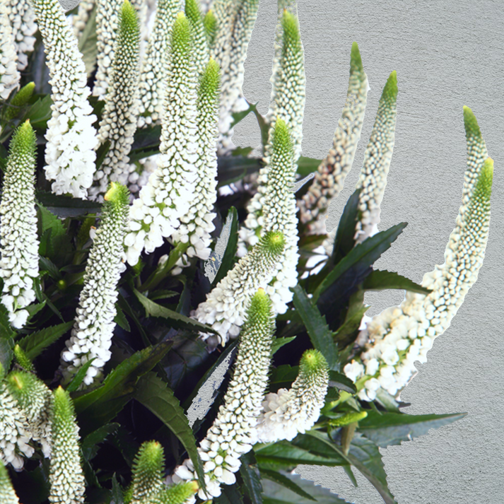 Veronica Smart Luna (60cm) (5 Stems) – NS Flowers Webshop