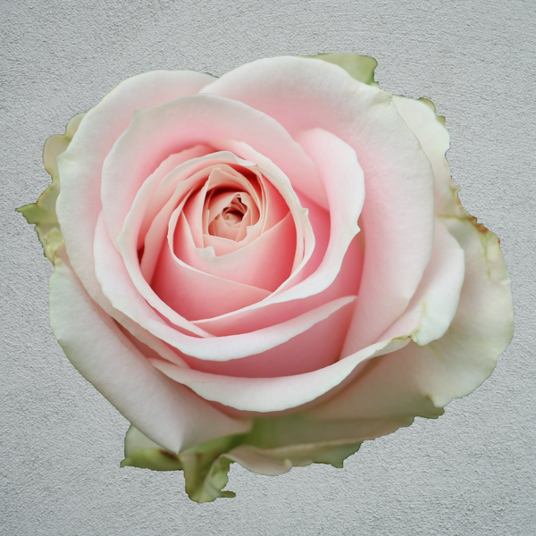 Rose Pale Pink Sweet Avalanche (×10) 60cm – NS Flowers Webshop