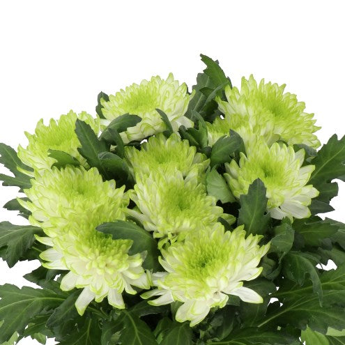 Chrysanthemum Zembla Lime Bloom (X10) (60-70cm) – NS Flowers Webshop